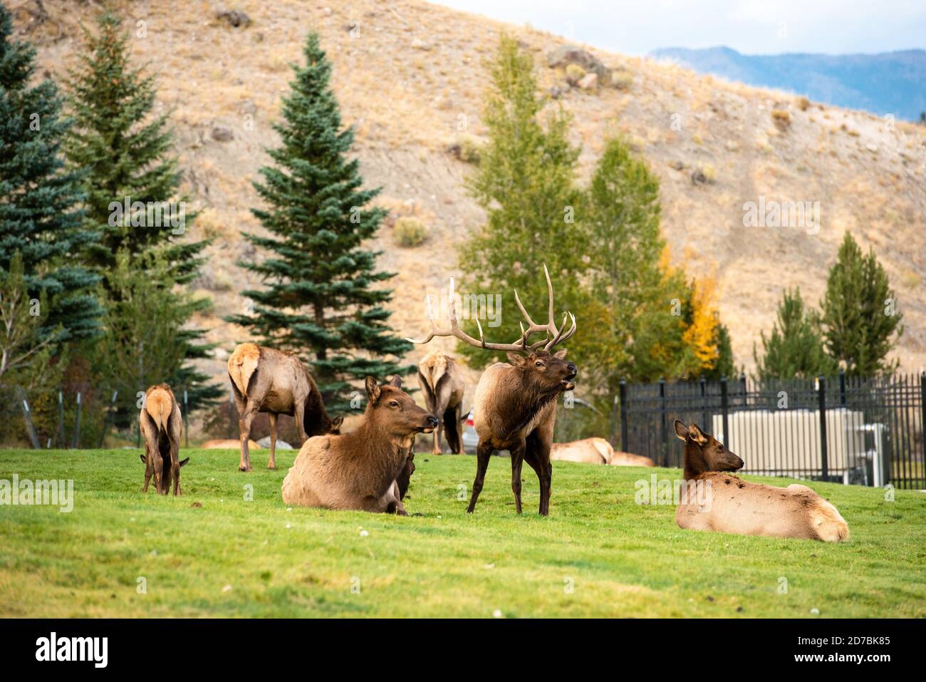 Elchbock und kuh -Fotos und -Bildmaterial in hoher Auflösung – Alamy