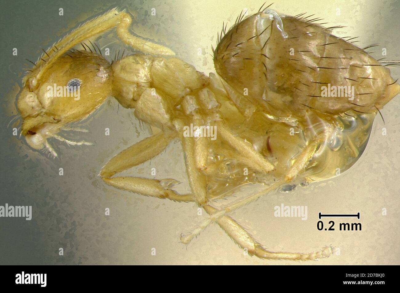 Brachymyrmex cavernicola wheeler -Fotos und -Bildmaterial in hoher ...