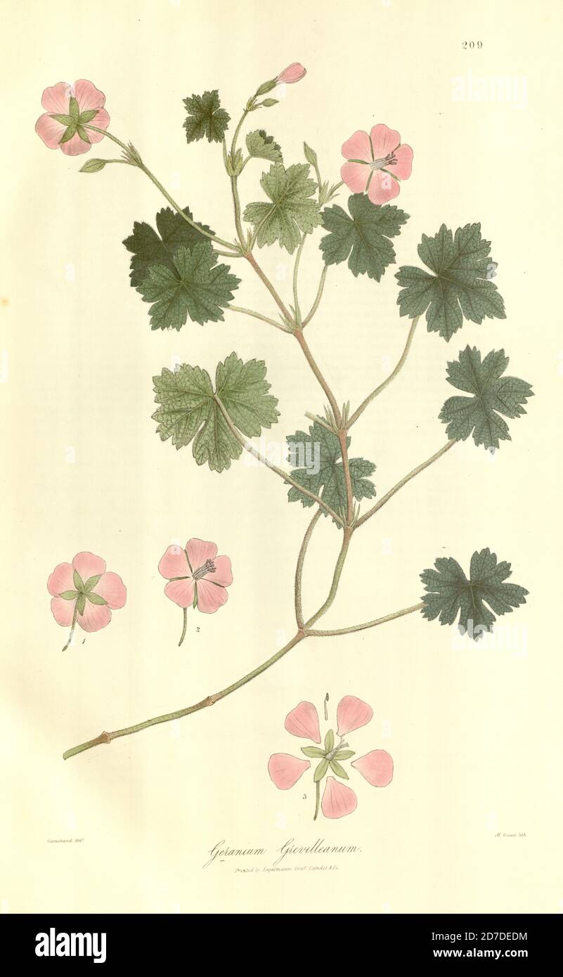 Geranium grevilleanum aus Plantae Asiaticae rariores, oder ...
