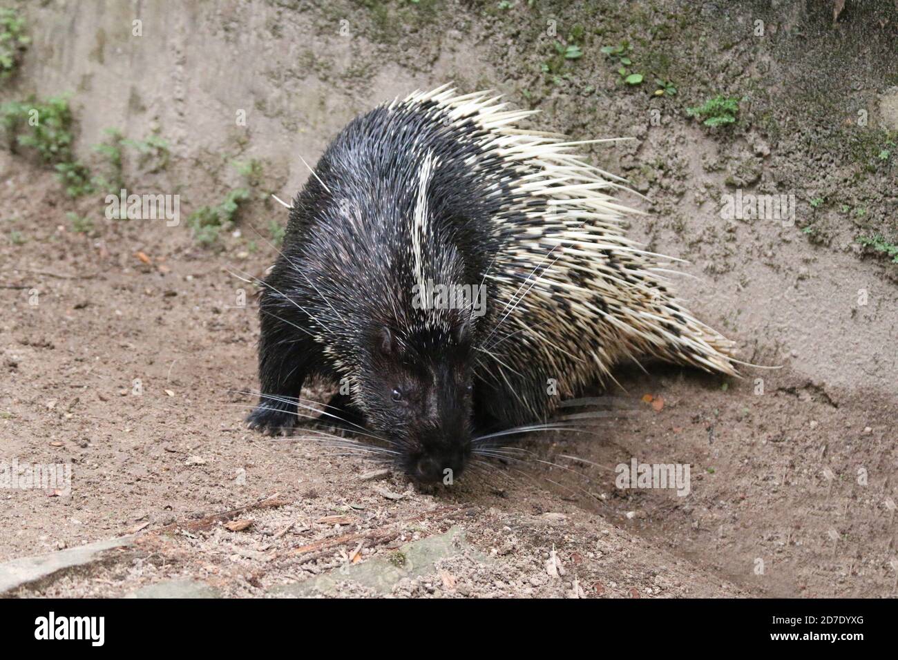 Stachelschwein von nepal -Fotos und -Bildmaterial in hoher Auflösung ...