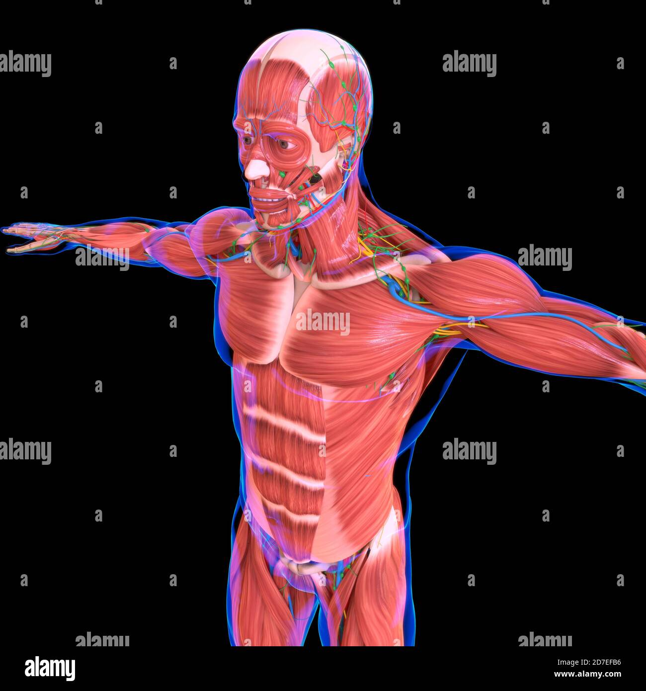 Menschliche Muskelanatomie für medizinisches Konzept 3D Illustration ...