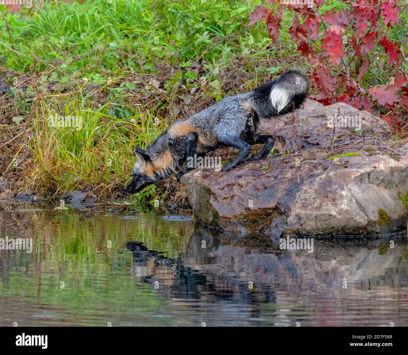 Kreuz fuchs rotfuchs -Fotos und -Bildmaterial in hoher Auflösung – Alamy