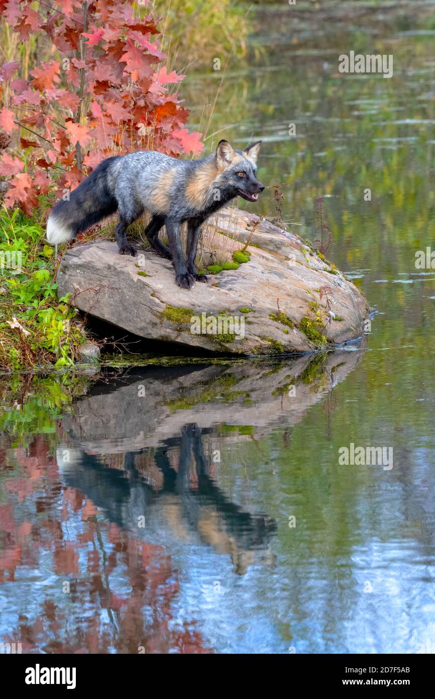 Kreuzfuchs mit -Fotos und -Bildmaterial in hoher Auflösung – Alamy
