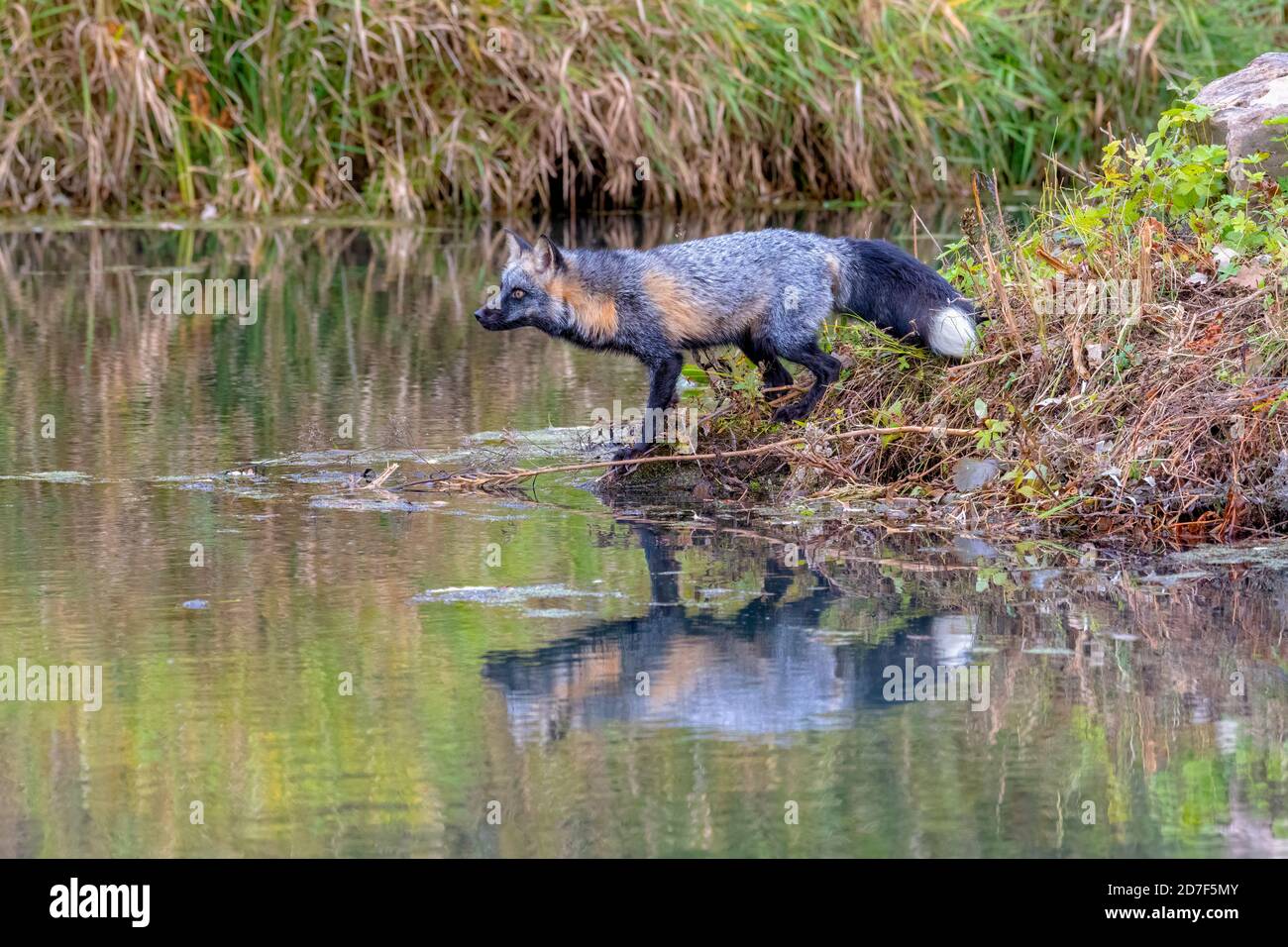 Rotfuchs kreuzfuchs -Fotos und -Bildmaterial in hoher Auflösung – Alamy