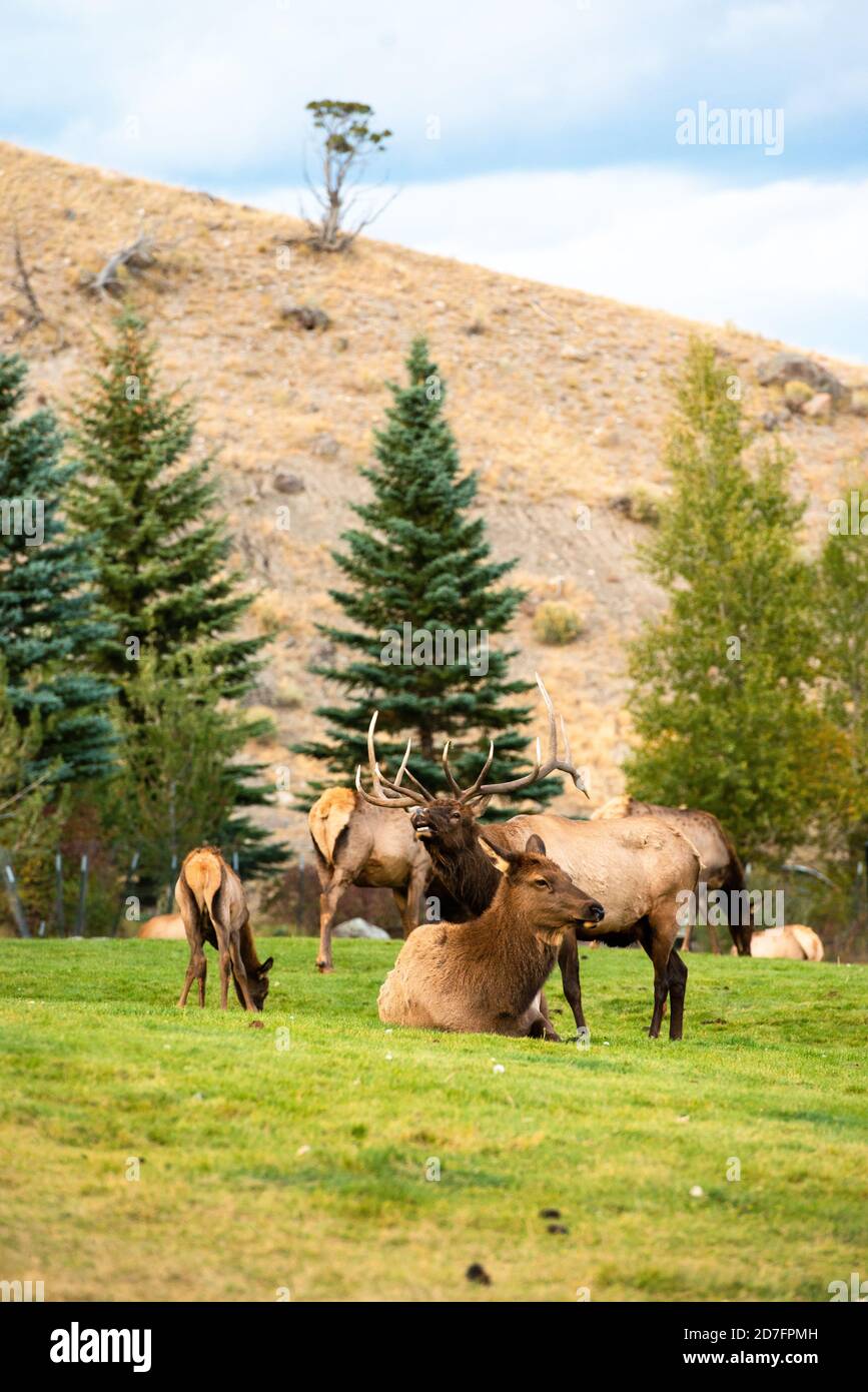 Elchbugling, Stier mit großem Geweih Rack im Yellowstone National Park ...