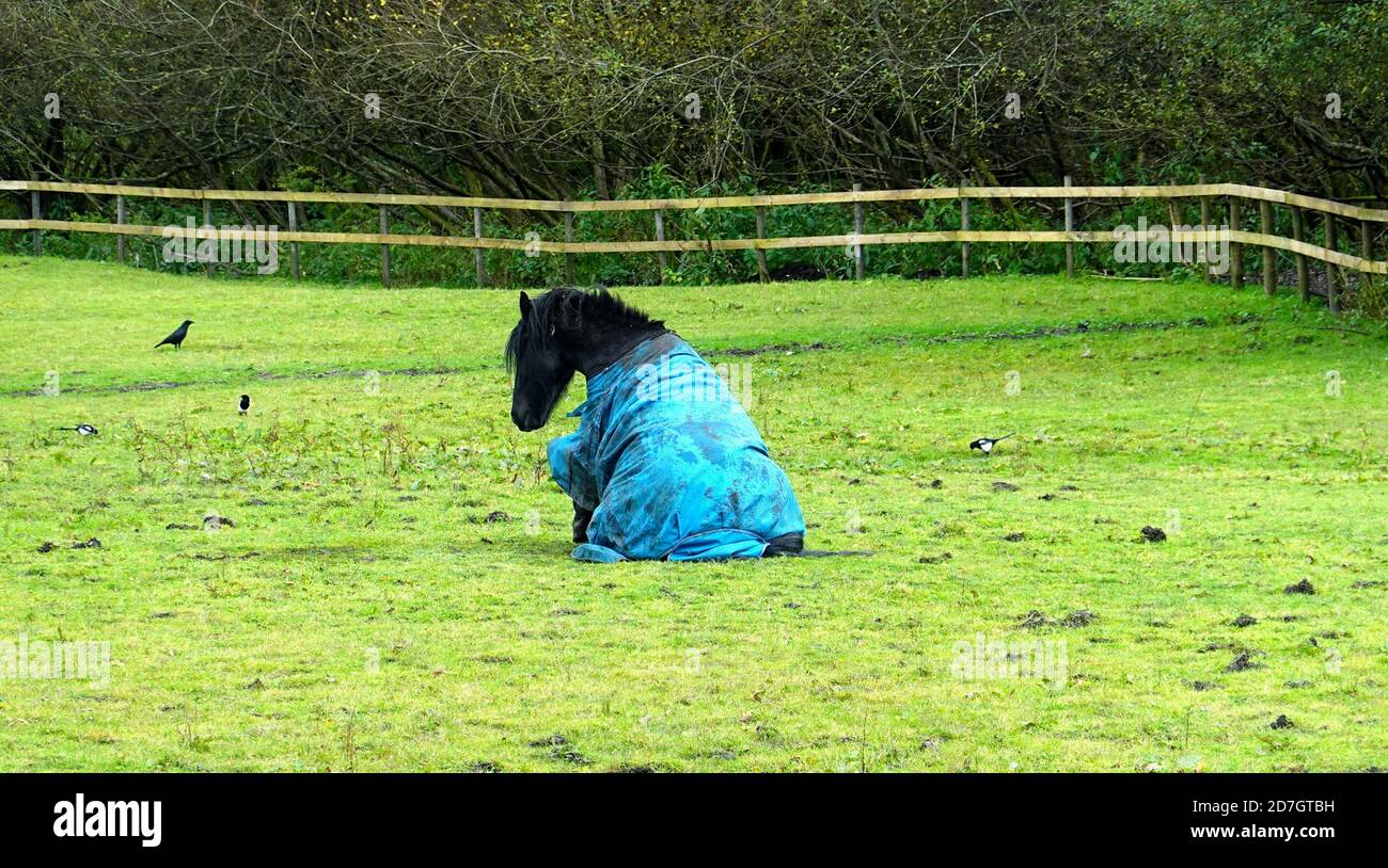 Pferd rollt im feld -Fotos und -Bildmaterial in hoher Auflösung – Alamy