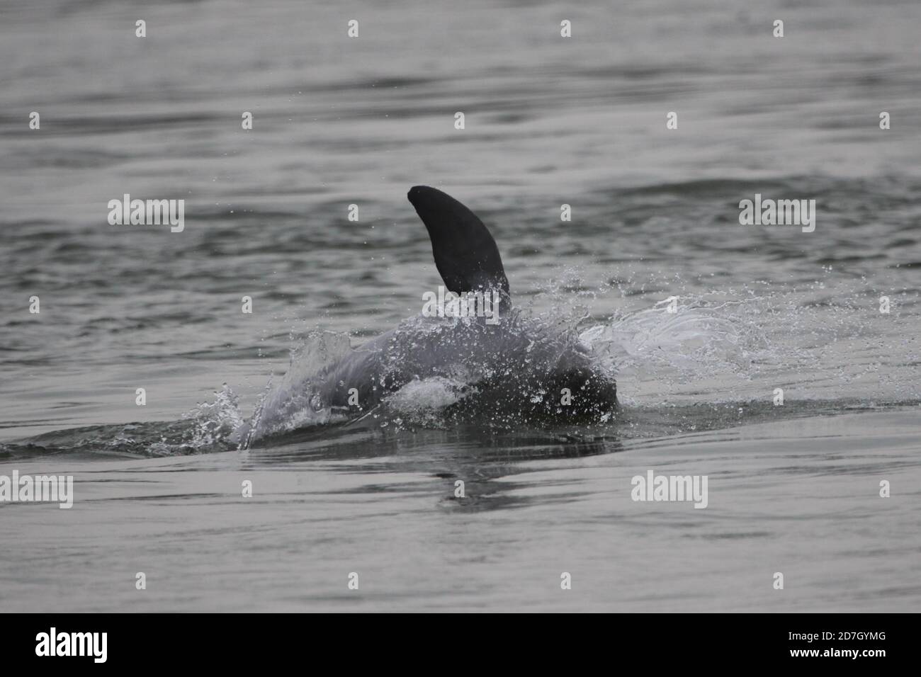 Irrawaddy delfine -Fotos und -Bildmaterial in hoher Auflösung – Alamy
