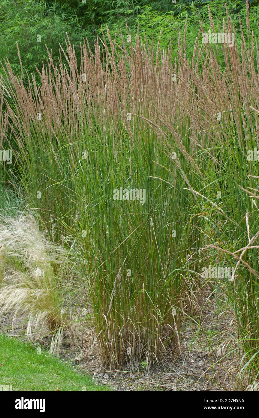 Calamagrostis arundinacea -Fotos und -Bildmaterial in hoher Auflösung ...