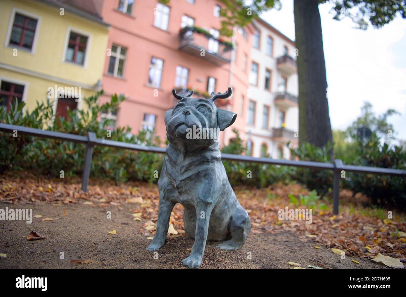 09. Oktober 2020, Brandenburg: Einer der mehr als 25 Waldmöpse steht an ...