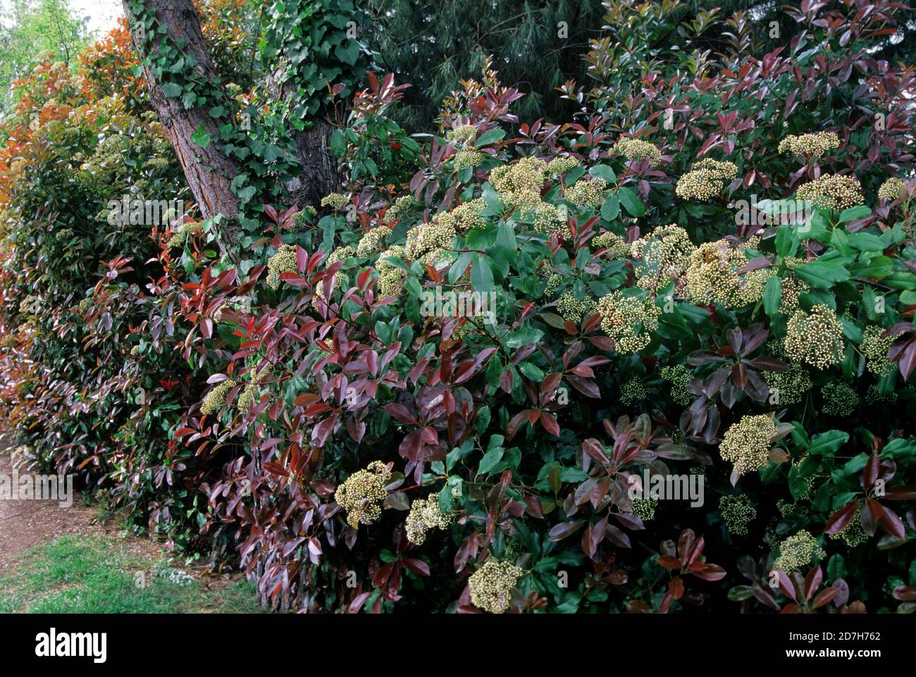 Photinia sp -Fotos und -Bildmaterial in hoher Auflösung – Alamy