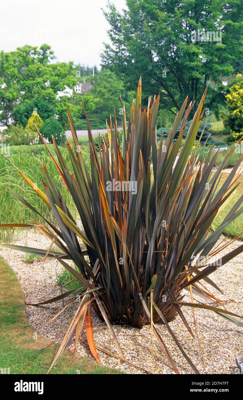 Phormium sp -Fotos und -Bildmaterial in hoher Auflösung – Alamy