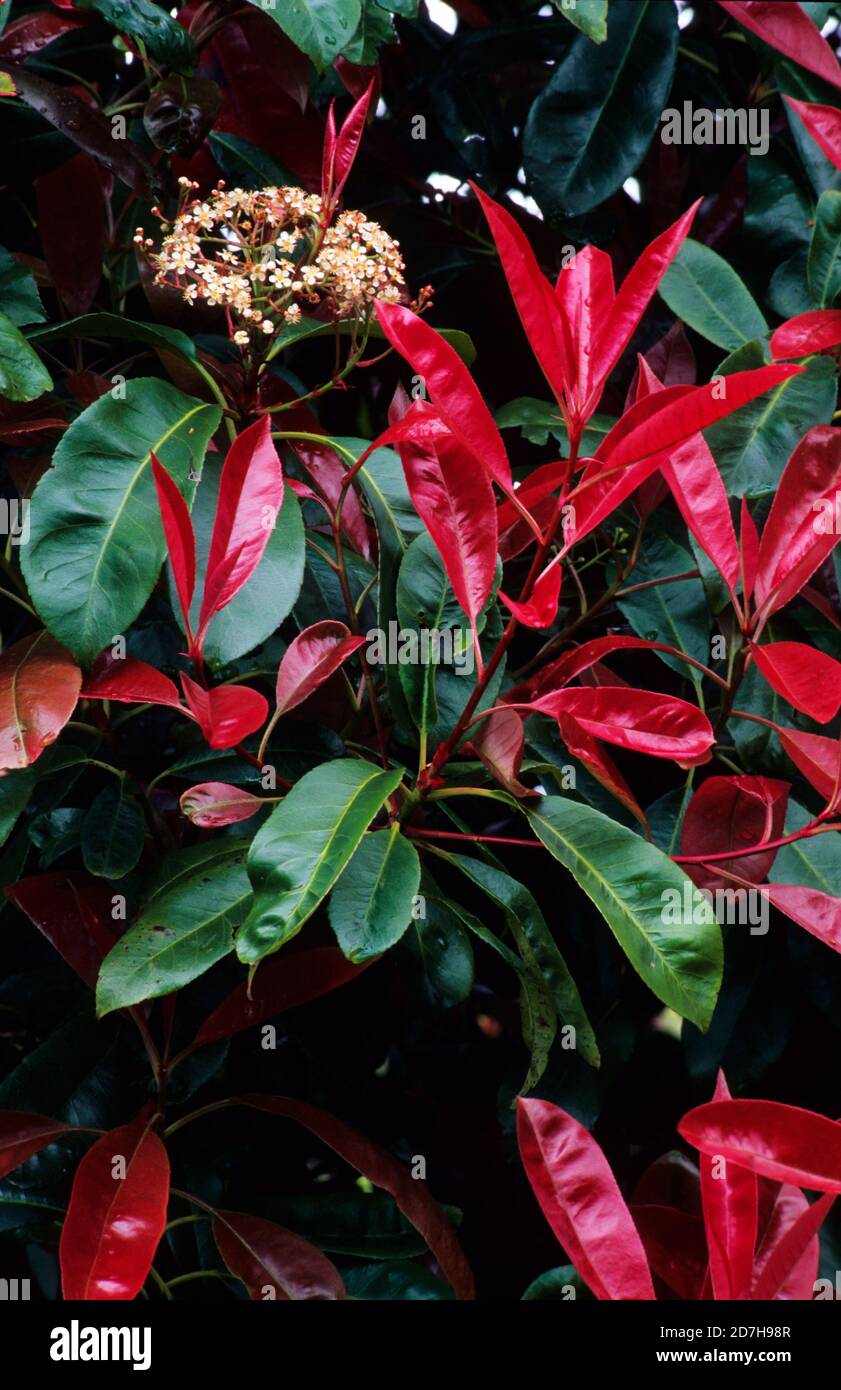 Photinia sp -Fotos und -Bildmaterial in hoher Auflösung – Alamy