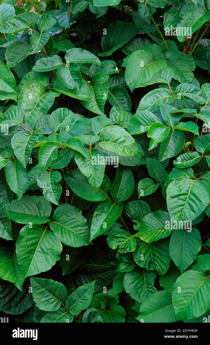 Rhus toxicodendron -Fotos und -Bildmaterial in hoher Auflösung – Alamy