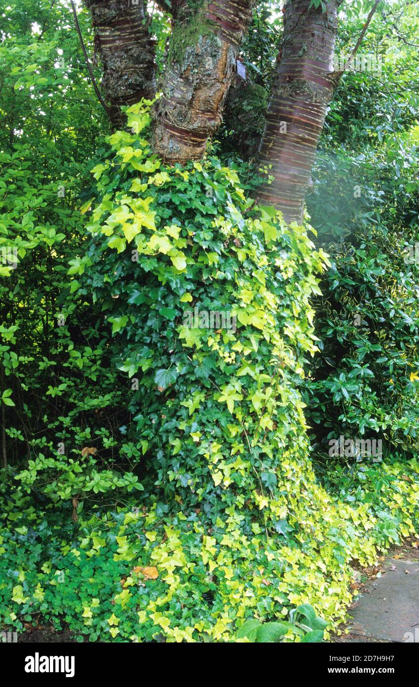 Hedera helix buttercup -Fotos und -Bildmaterial in hoher Auflösung – Alamy