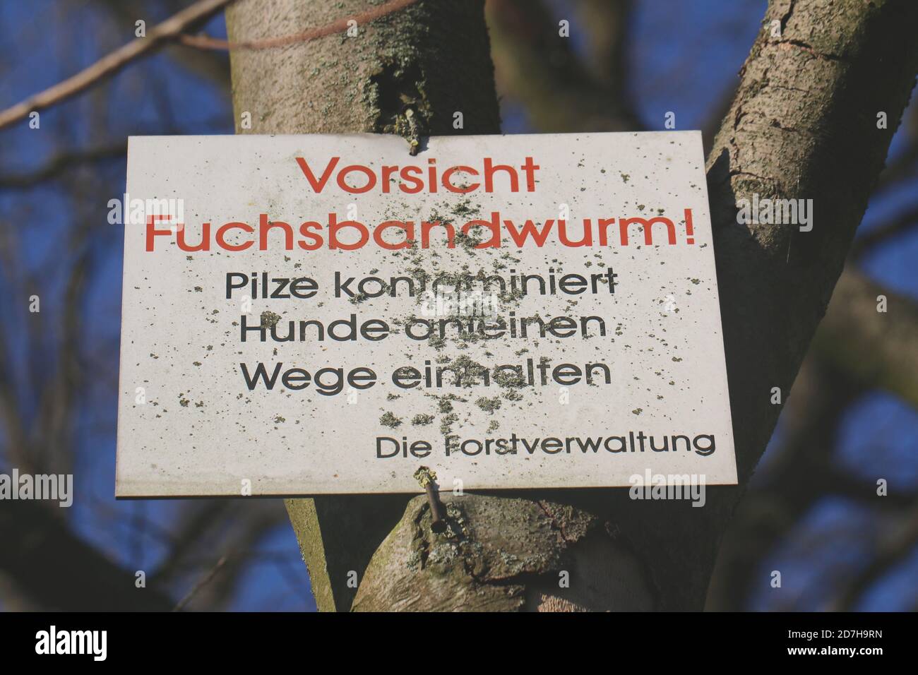 Kleiner Fuchsbandwurm, alveolarer hydatidierter Bandwurm (Echinococcus ...