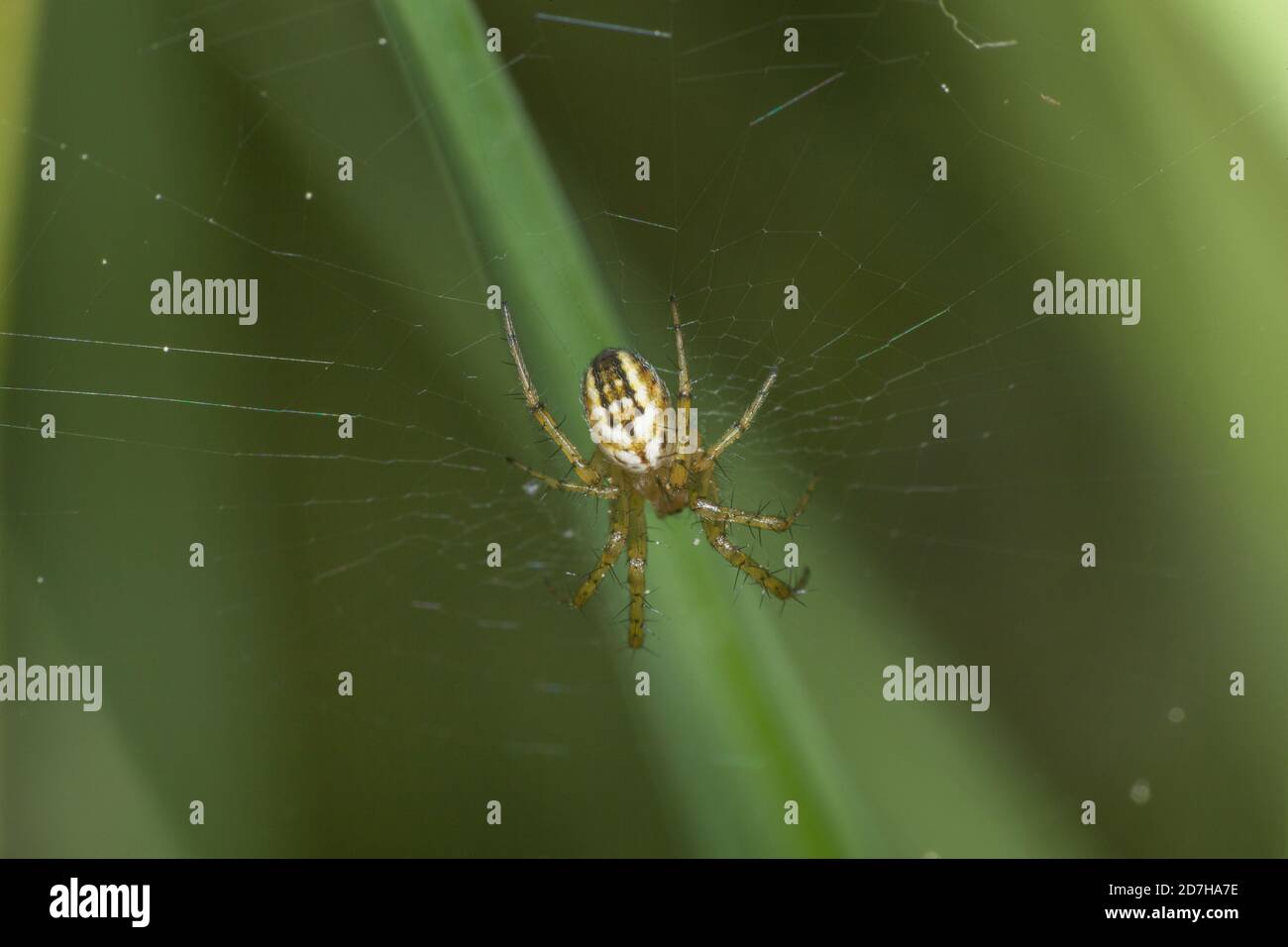 Mangora acalypha -Fotos und -Bildmaterial in hoher Auflösung – Alamy