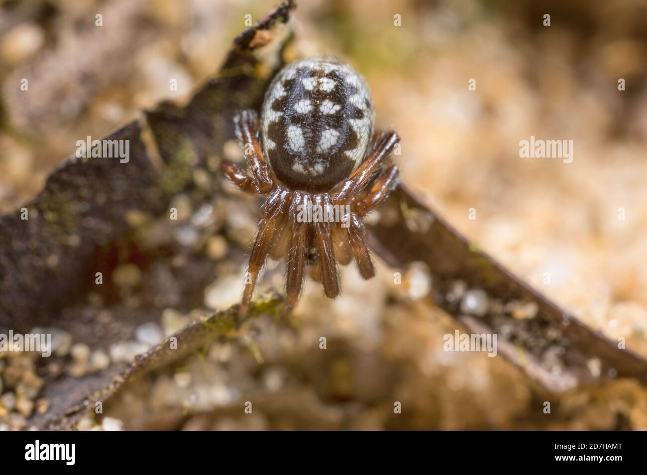 Spinnweben Spinne (Steatoda albomaculata), sitzt auf dem Boden ...