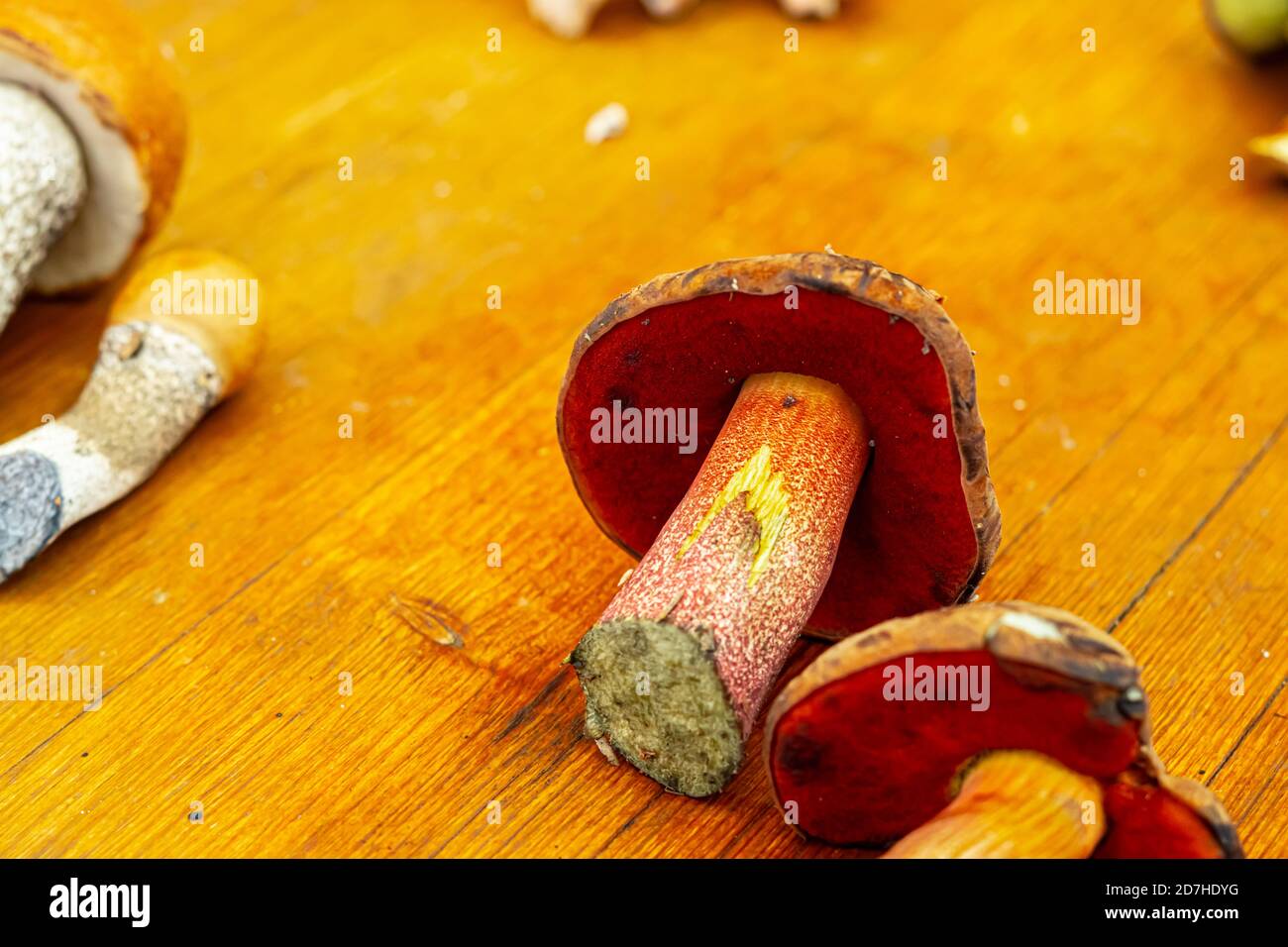 Roter steinpilz -Fotos und -Bildmaterial in hoher Auflösung – Alamy