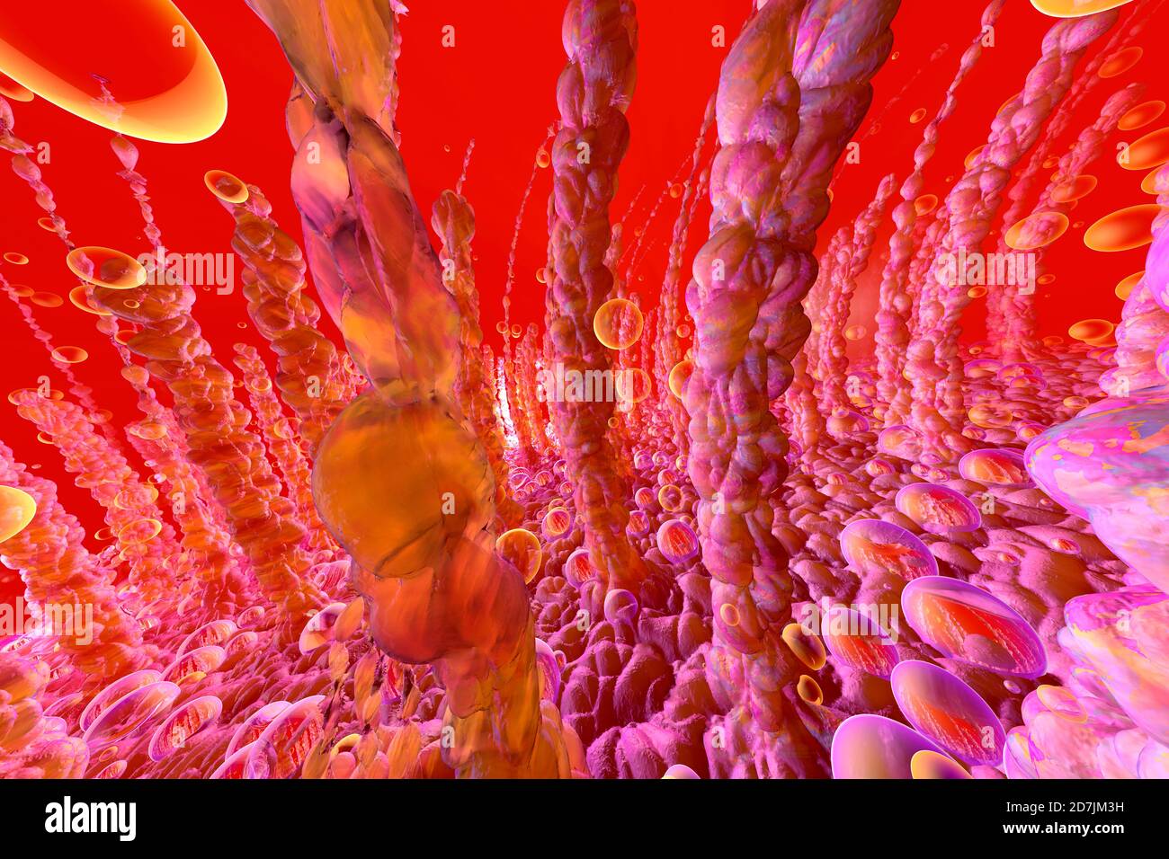 Intestinal Villi Stockfotos und -bilder Kaufen - Alamy