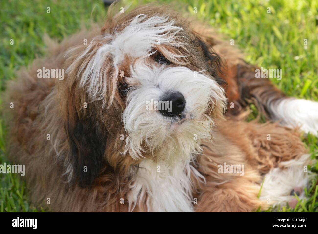 Berner sennenhund mix -Fotos und -Bildmaterial in hoher Auflösung – Alamy