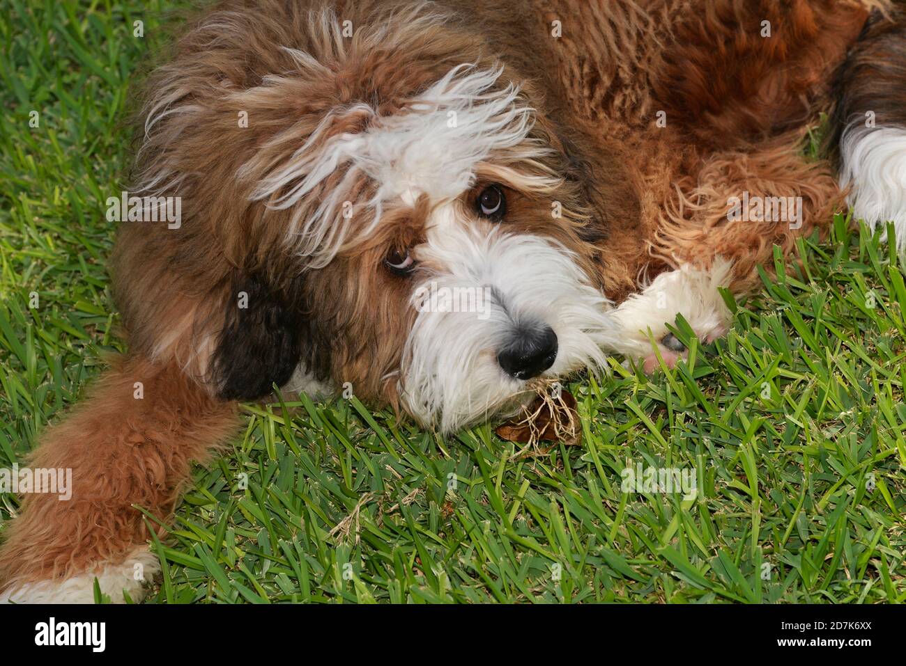 Berner sennenhund mix -Fotos und -Bildmaterial in hoher Auflösung – Alamy