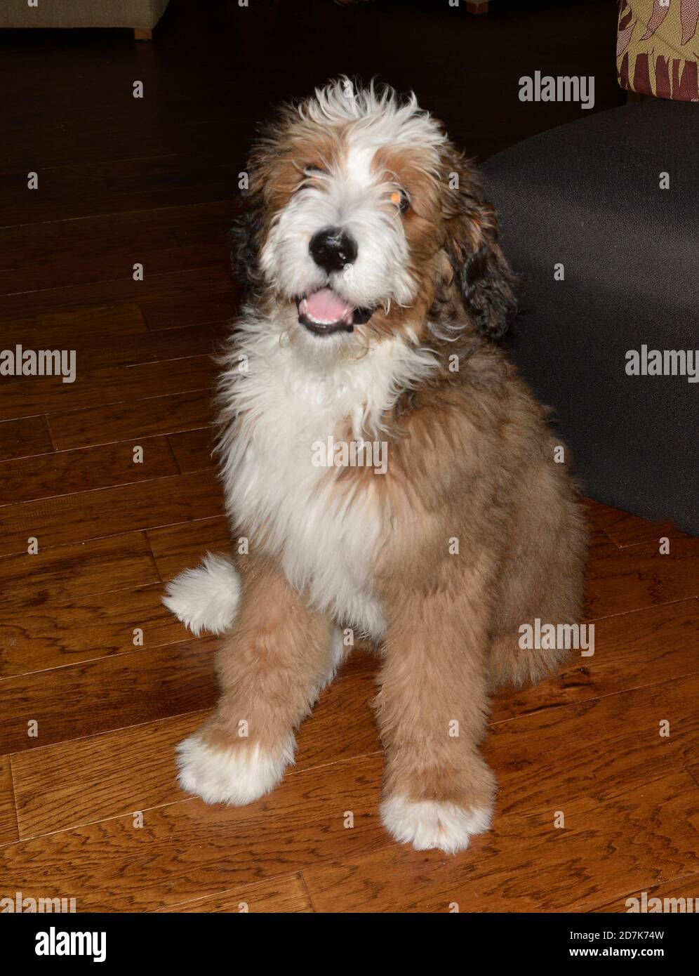 Berner sennenhund mix -Fotos und -Bildmaterial in hoher Auflösung – Alamy