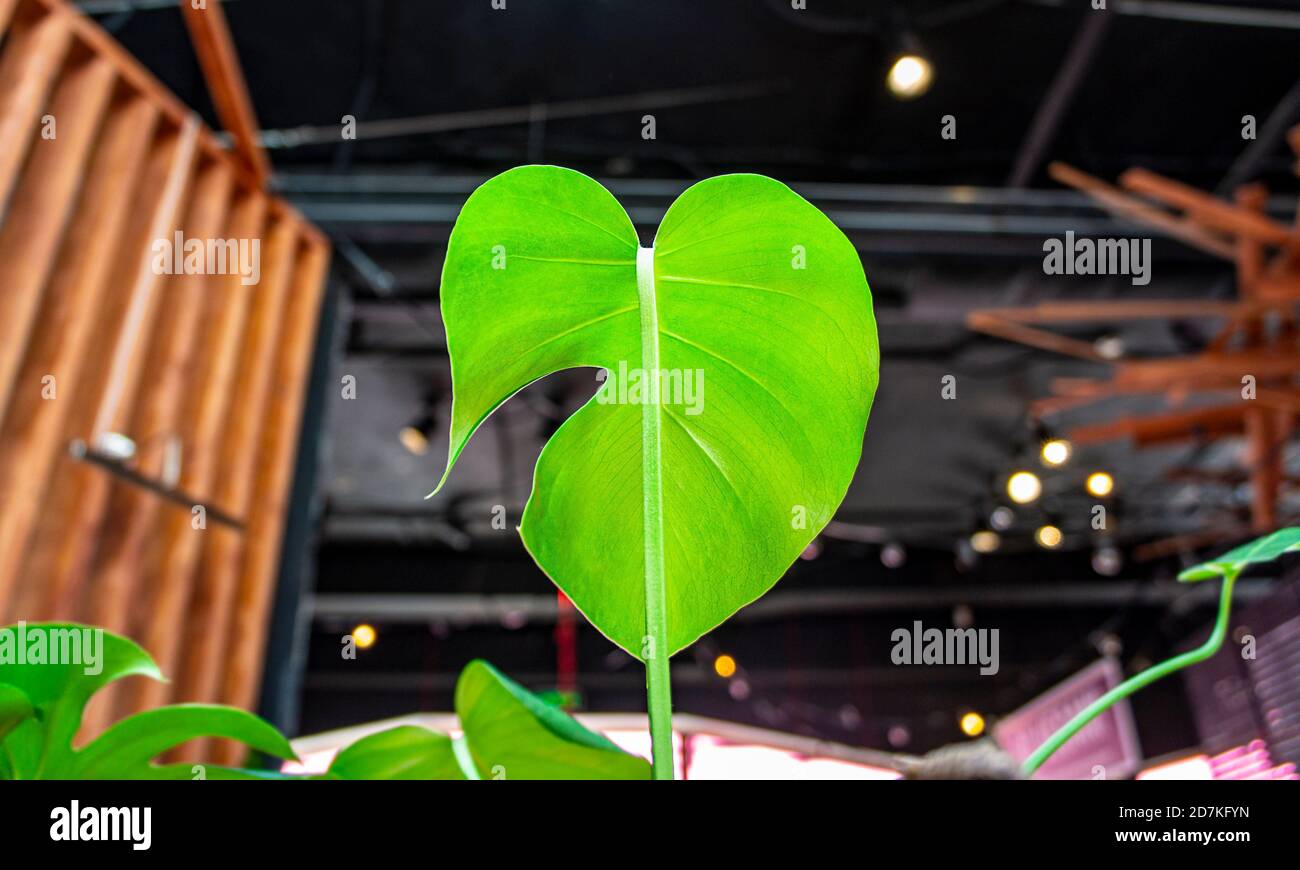 Monstera blatt -Fotos und -Bildmaterial in hoher Auflösung – Alamy