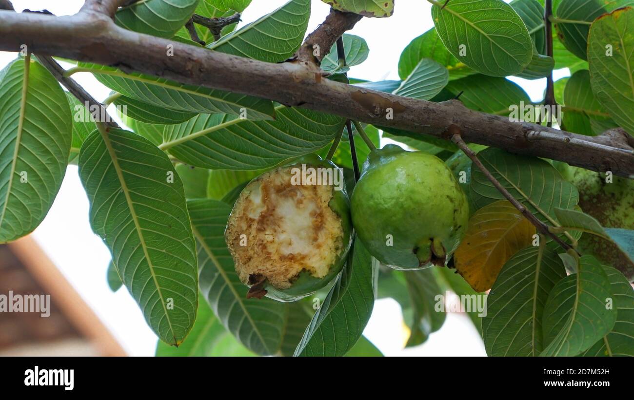 Psidium guava tree -Fotos und -Bildmaterial in hoher Auflösung – Alamy