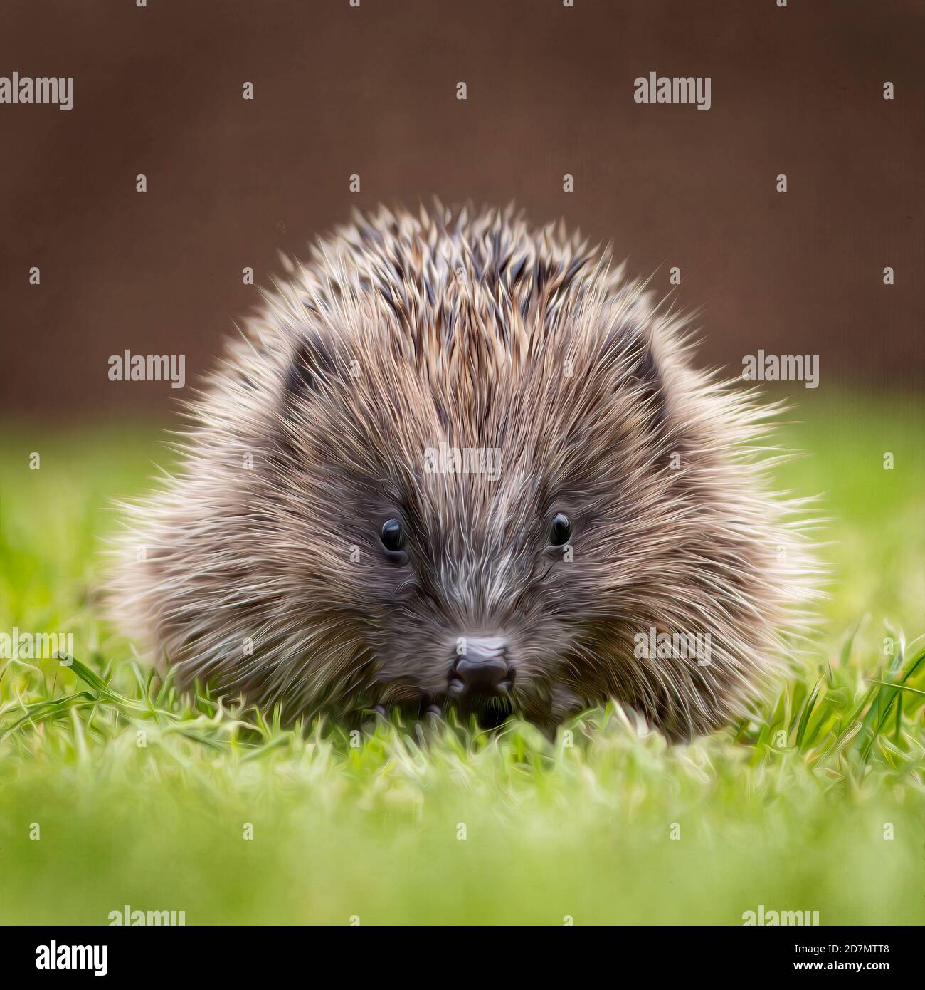 Baby igel -Fotos und -Bildmaterial in hoher Auflösung – Alamy