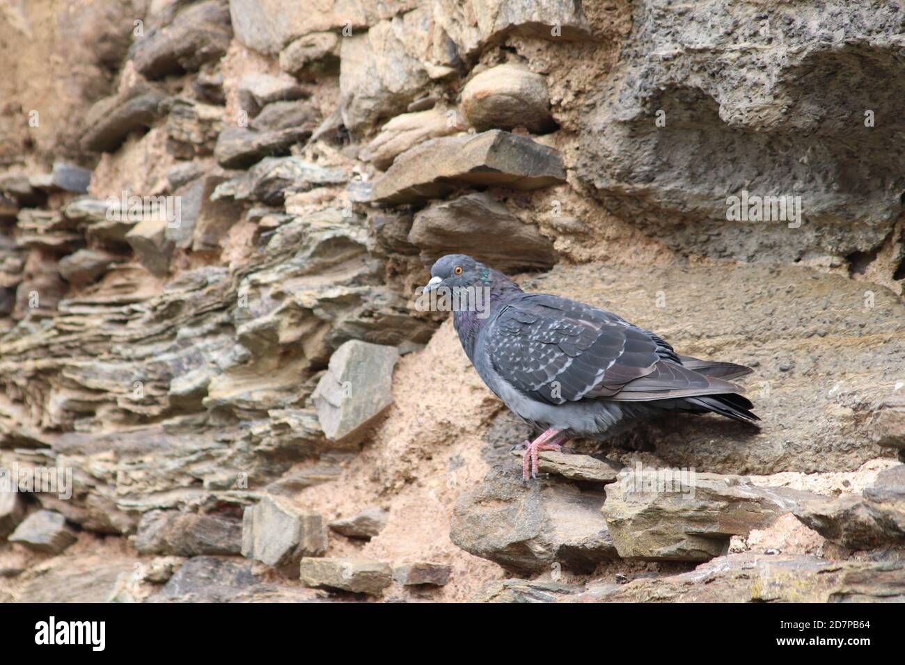Taube auf steinvorsprung -Fotos und -Bildmaterial in hoher Auflösung ...