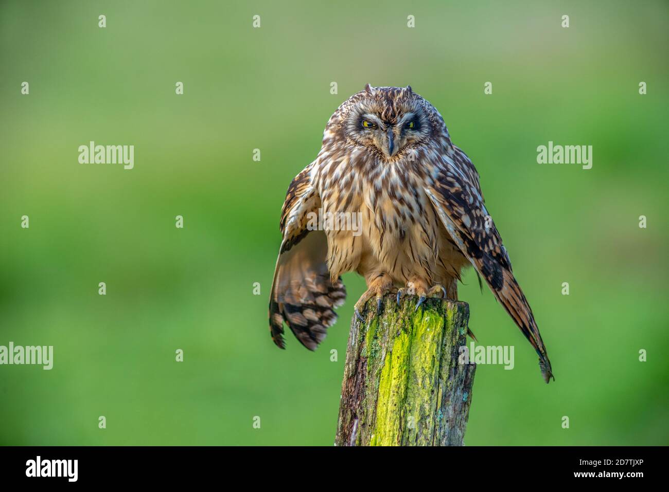 Nasse eule -Fotos und -Bildmaterial in hoher Auflösung – Alamy