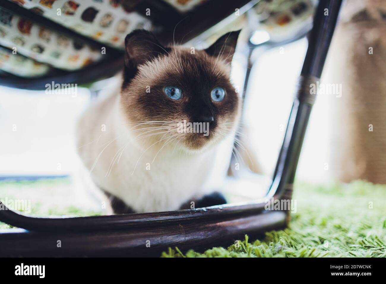 Purebred Burmese Cat Stockfotos und -bilder Kaufen - Alamy
