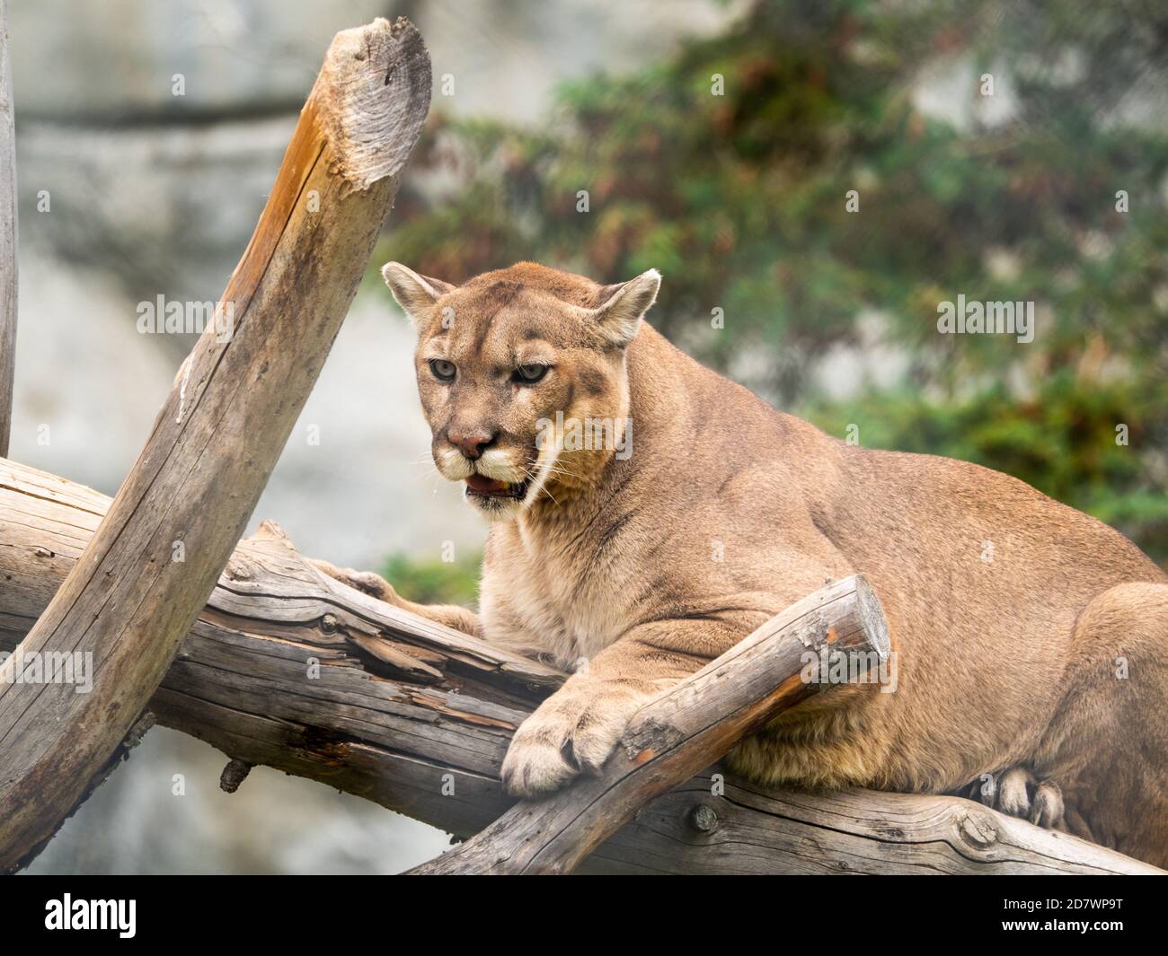 Pumas kopf Stockfotos und -bilder Kaufen - Alamy