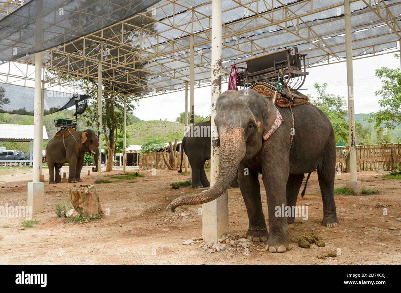 Howdah in thailand -Fotos und -Bildmaterial in hoher Auflösung – Alamy