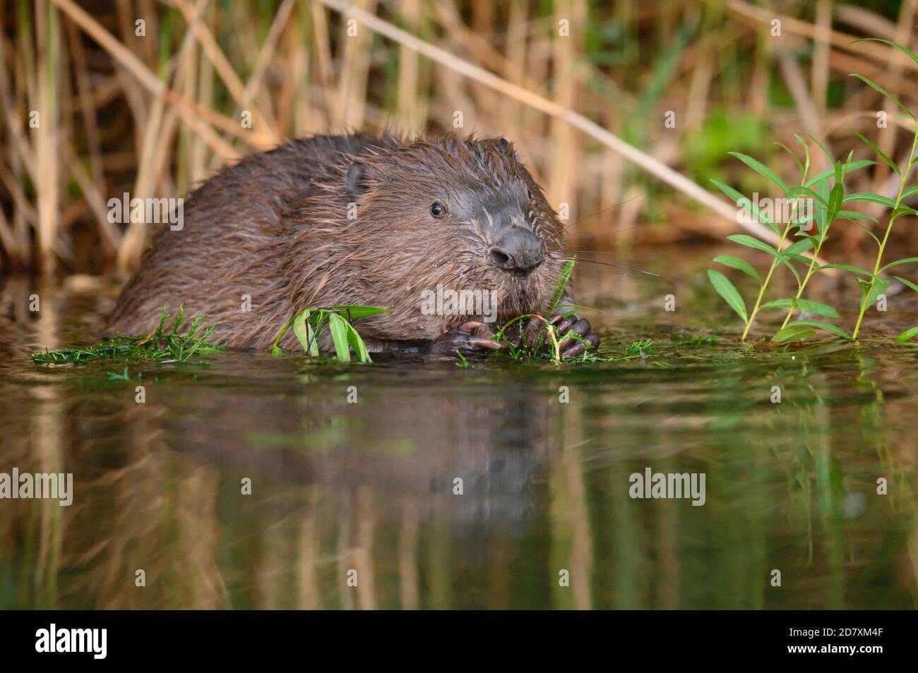 Castor sp -Fotos und -Bildmaterial in hoher Auflösung – Alamy