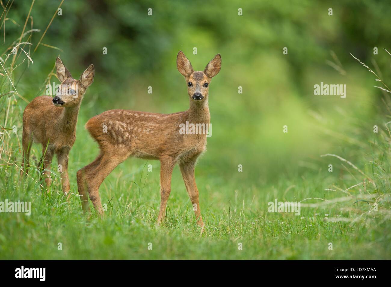 2 Junge Rehkitze.die Jungen Rehe am Zentralriedhof sind sehr schnell ...