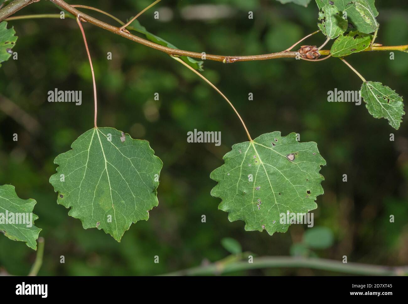 Aspen baum blatt -Fotos und -Bildmaterial in hoher Auflösung – Alamy