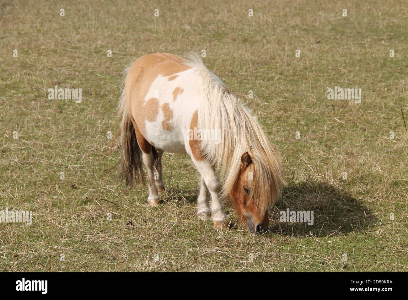 White shetland pony -Fotos und -Bildmaterial in hoher Auflösung – Alamy
