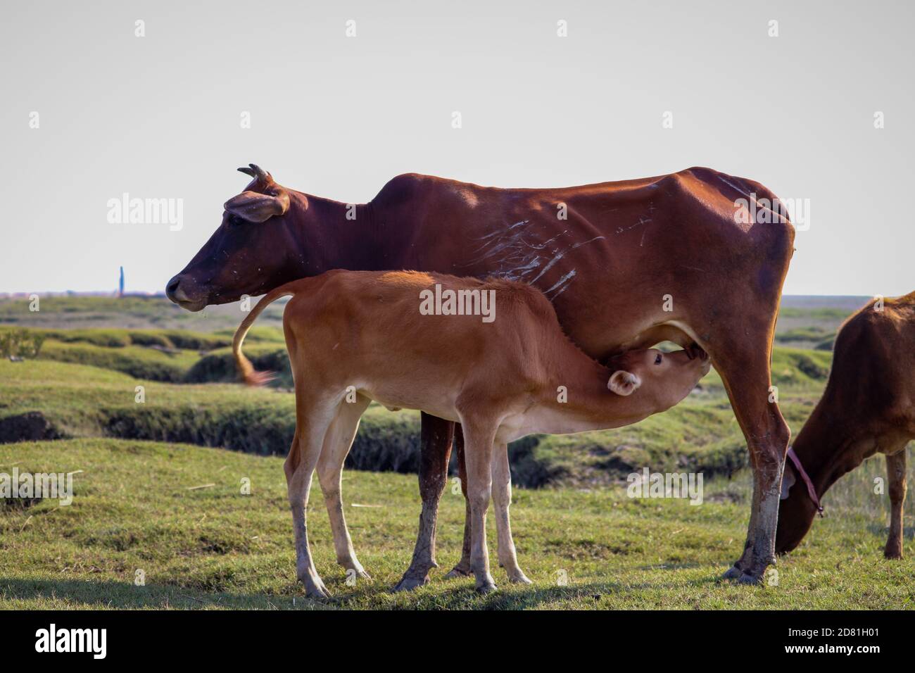 Asiatische kuh -Fotos und -Bildmaterial in hoher Auflösung – Alamy