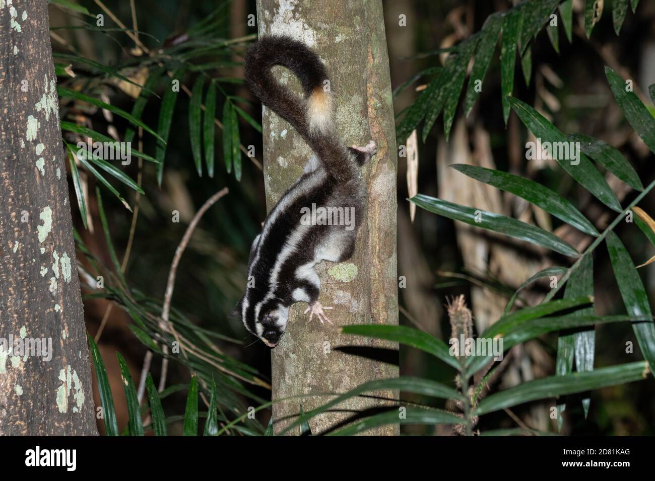 11 arten in der familie der petauridae -Fotos und -Bildmaterial in ...