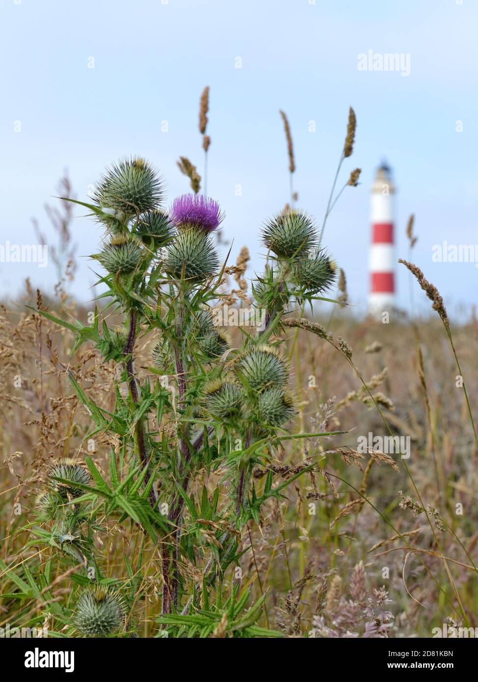Distel stachelige pflanze -Fotos und -Bildmaterial in hoher Auflösung ...