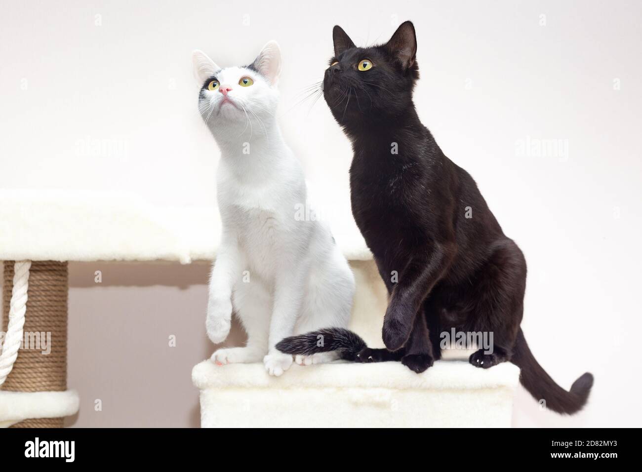 Zwei Katzen Stockfotos und -bilder Kaufen - Alamy