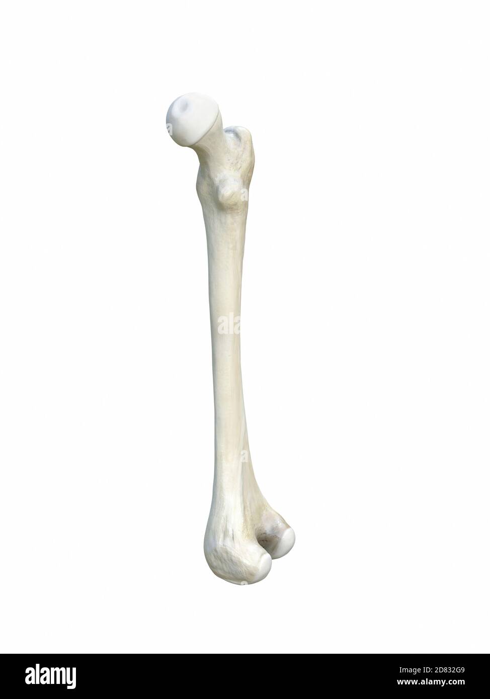 Rechter menschlicher Oberschenkelknochen, Anatomie, weißer Hintergrund ...