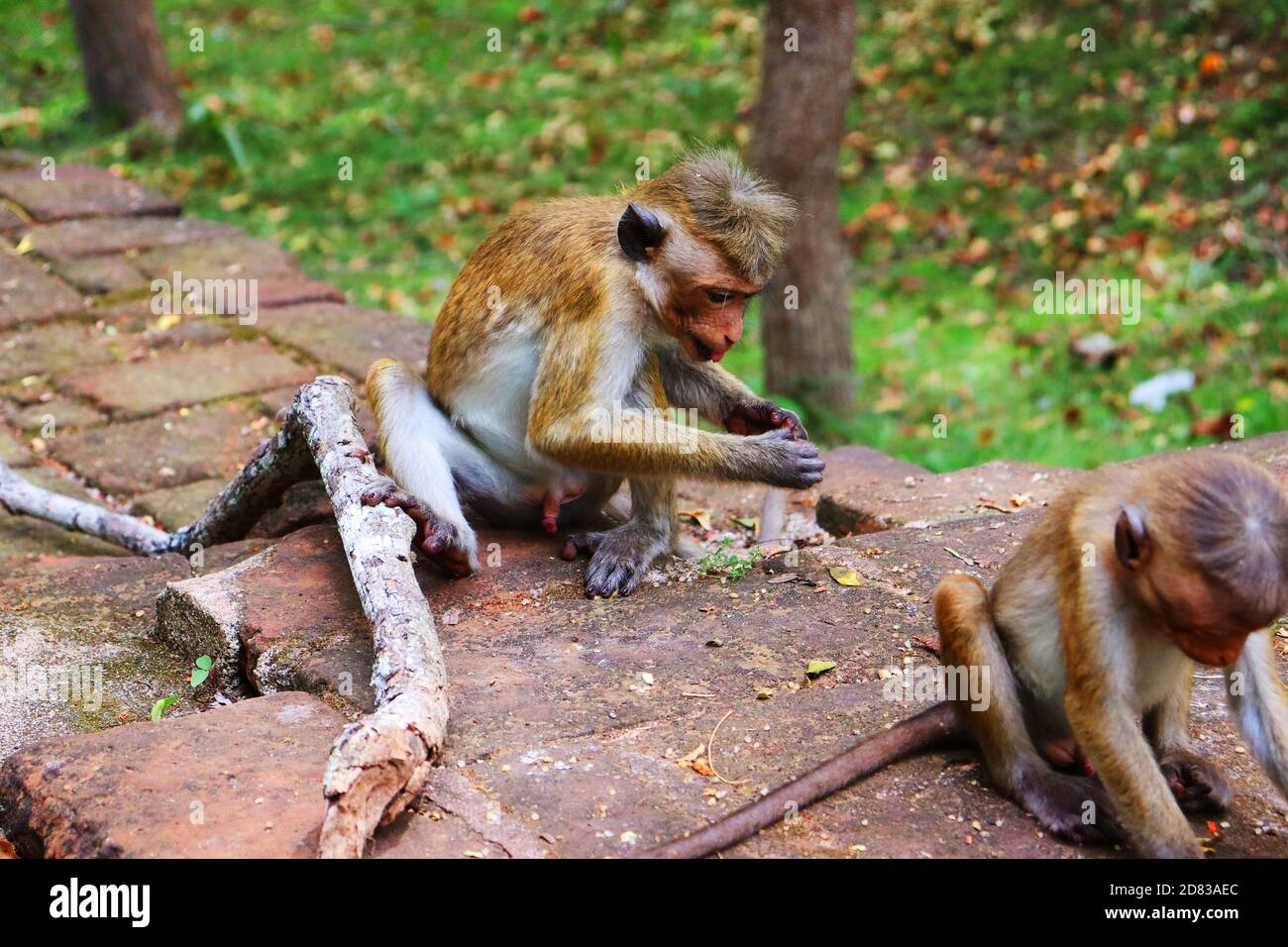 Niedlicher simian -Fotos und -Bildmaterial in hoher Auflösung – Alamy