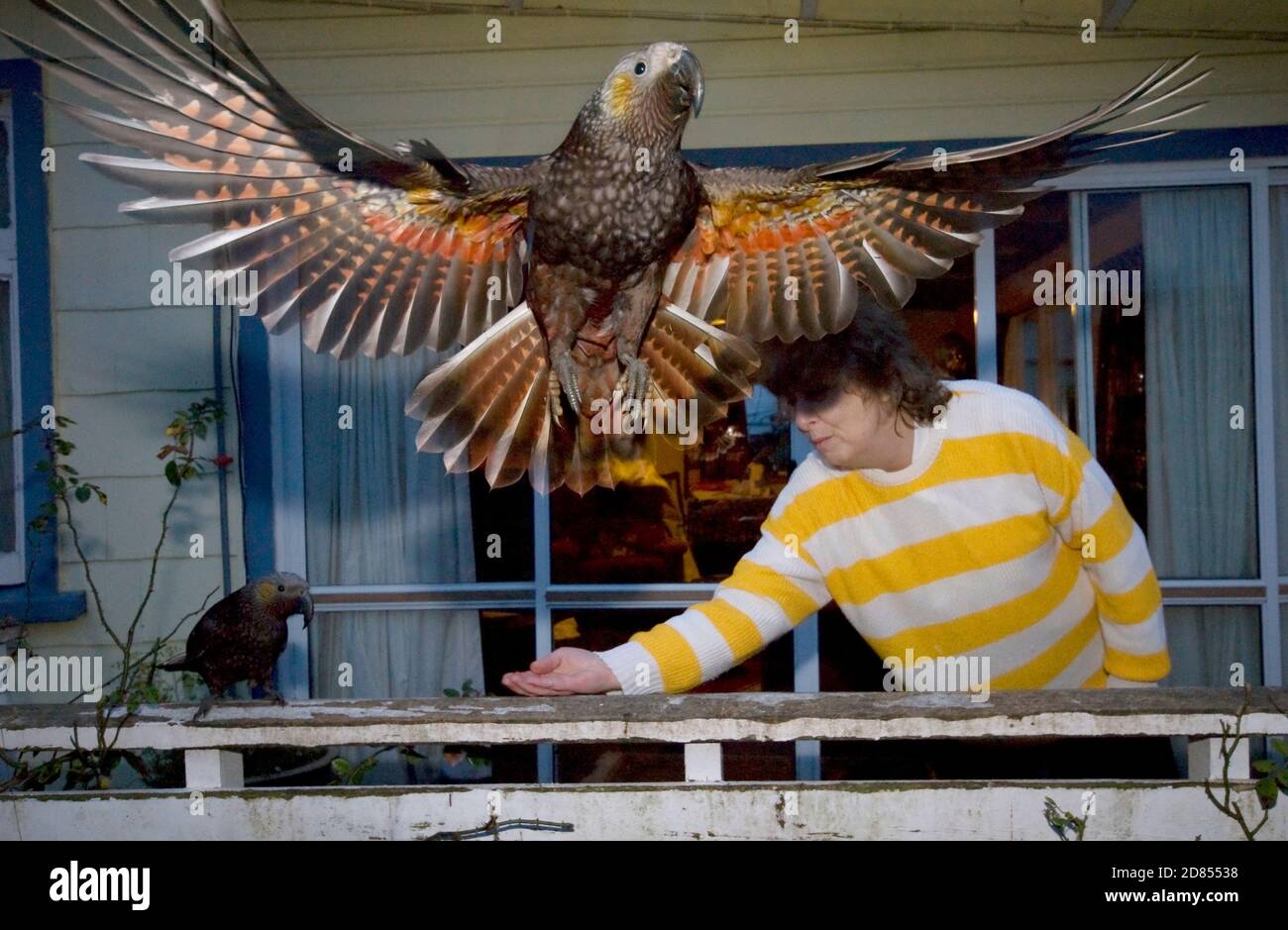 Kaka papagei -Fotos und -Bildmaterial in hoher Auflösung – Alamy