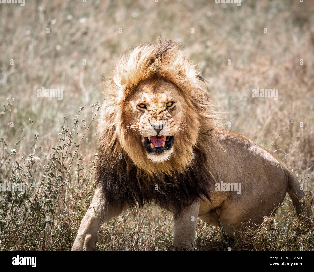 Lion shouting -Fotos und -Bildmaterial in hoher Auflösung – Alamy