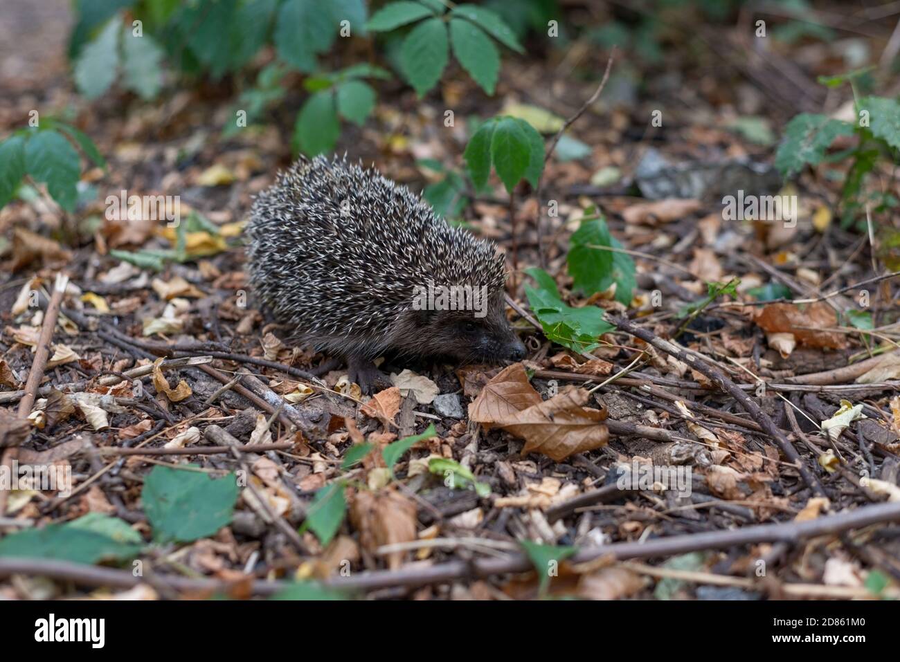 Igel Im Wald Stockfotos und -bilder Kaufen - Alamy