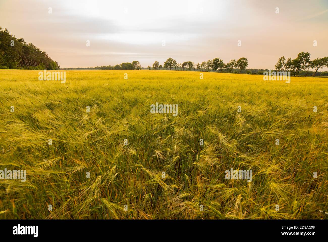 Feld des kornbildes -Fotos und -Bildmaterial in hoher Auflösung – Alamy