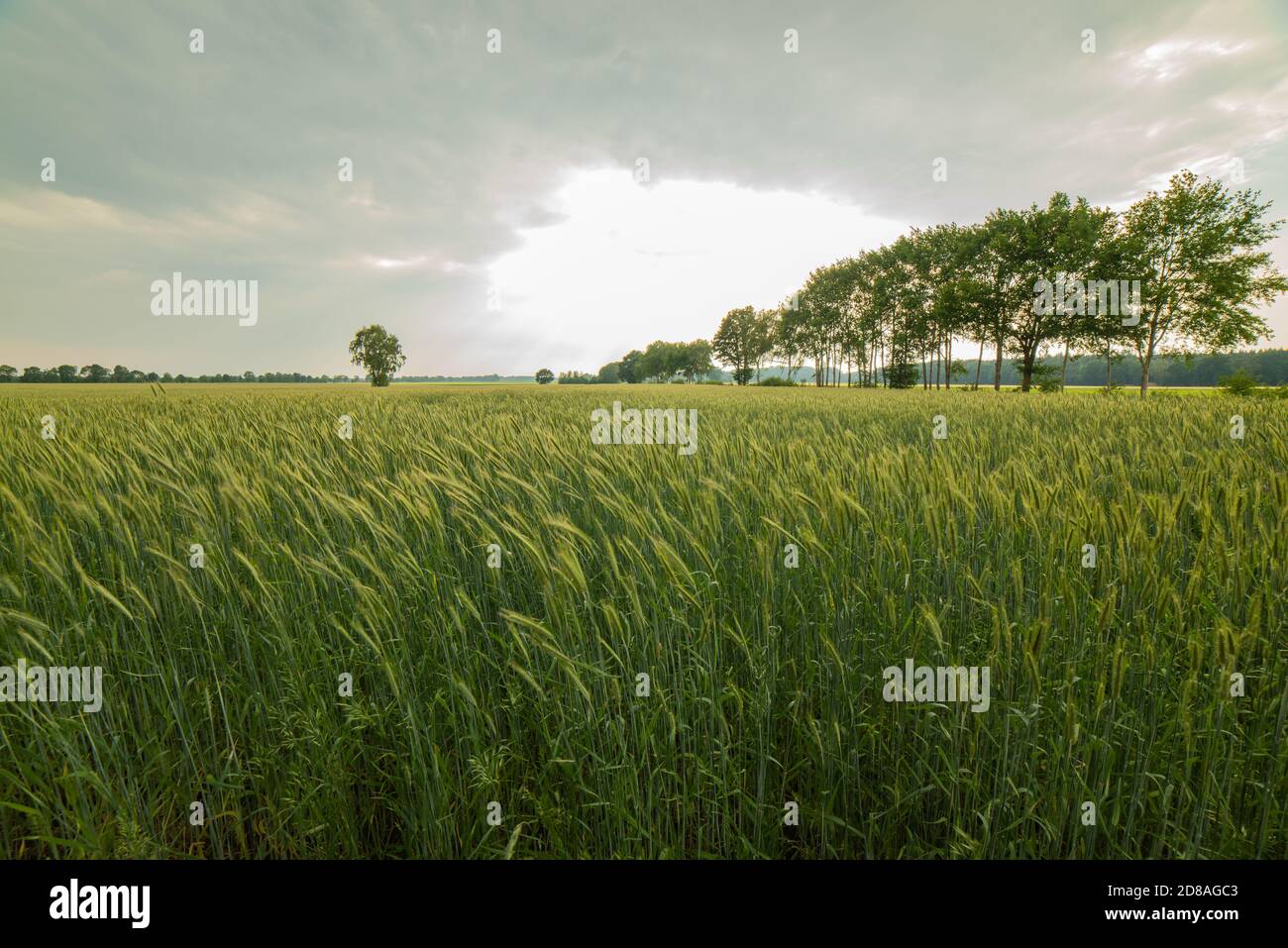 Feld des kornbildes -Fotos und -Bildmaterial in hoher Auflösung – Alamy