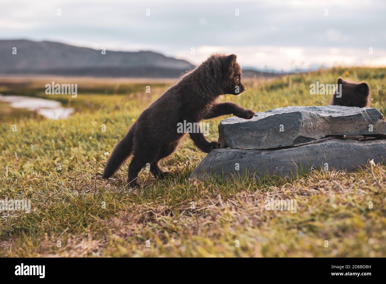 Zwei schöne wilde Tiere. Arctic Fox cub, Vulpes lagopus, niedliche ...